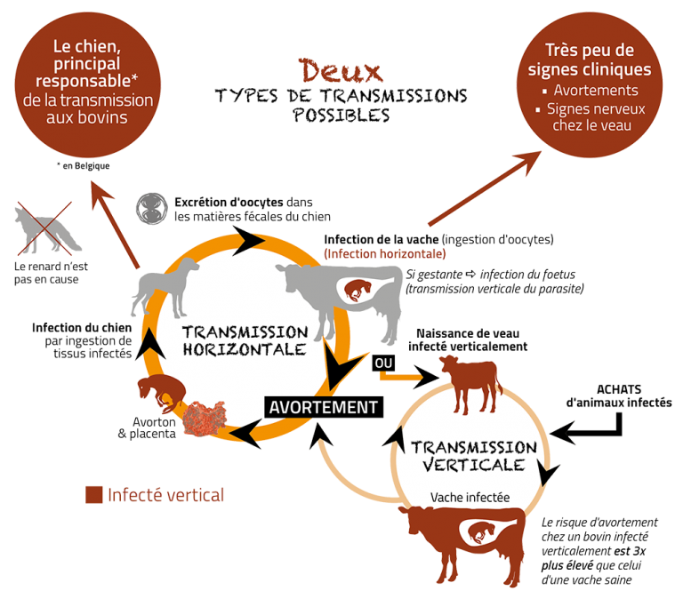 Le point sur la néosporose - Arsia asbl