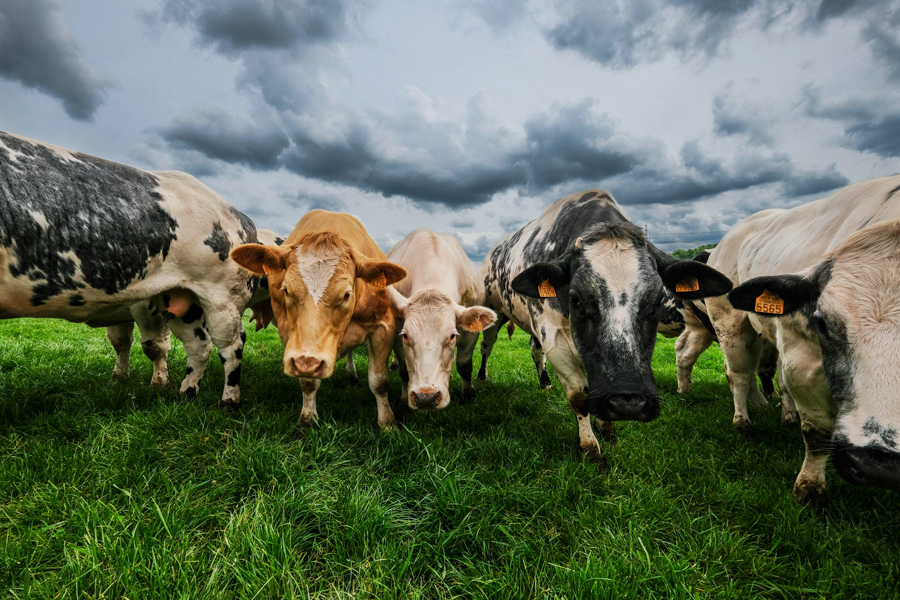 Die Rinder-Mykoplasmose verstehen und bekämpfen - Arsia asbl