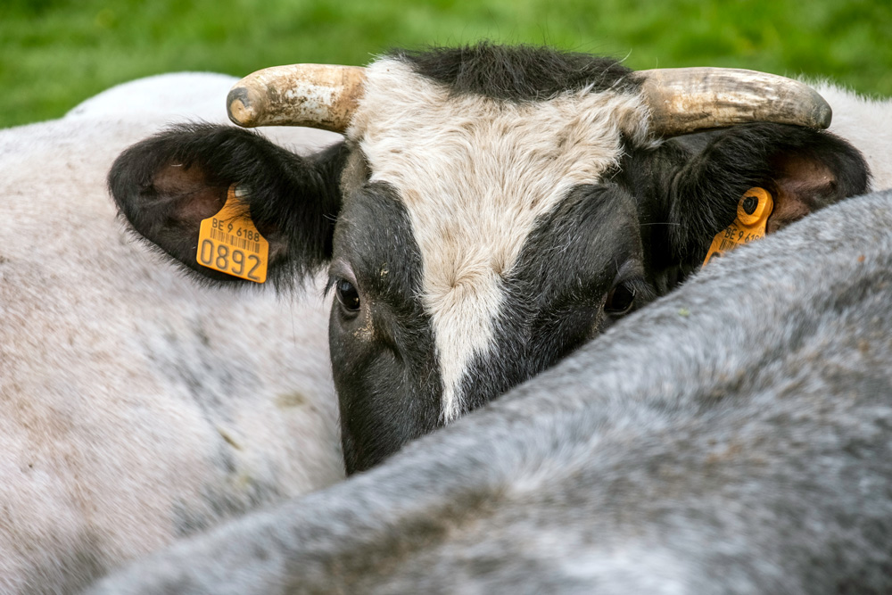 Lutte BVD – Encore quelques efforts - Arsia asbl