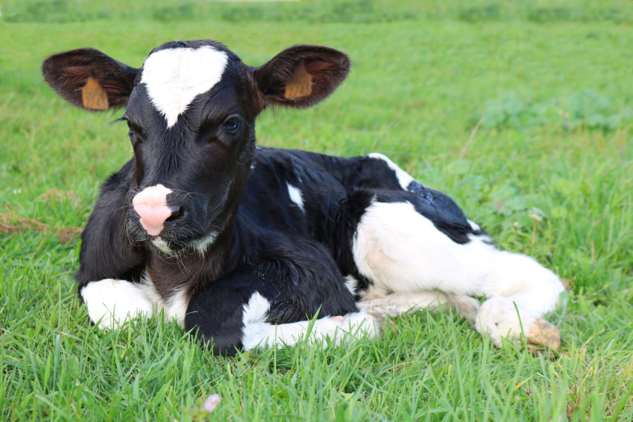 Pathologies néonatales du veau - Arsia asbl